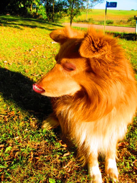 ~Photography~: Animal Morph. Project