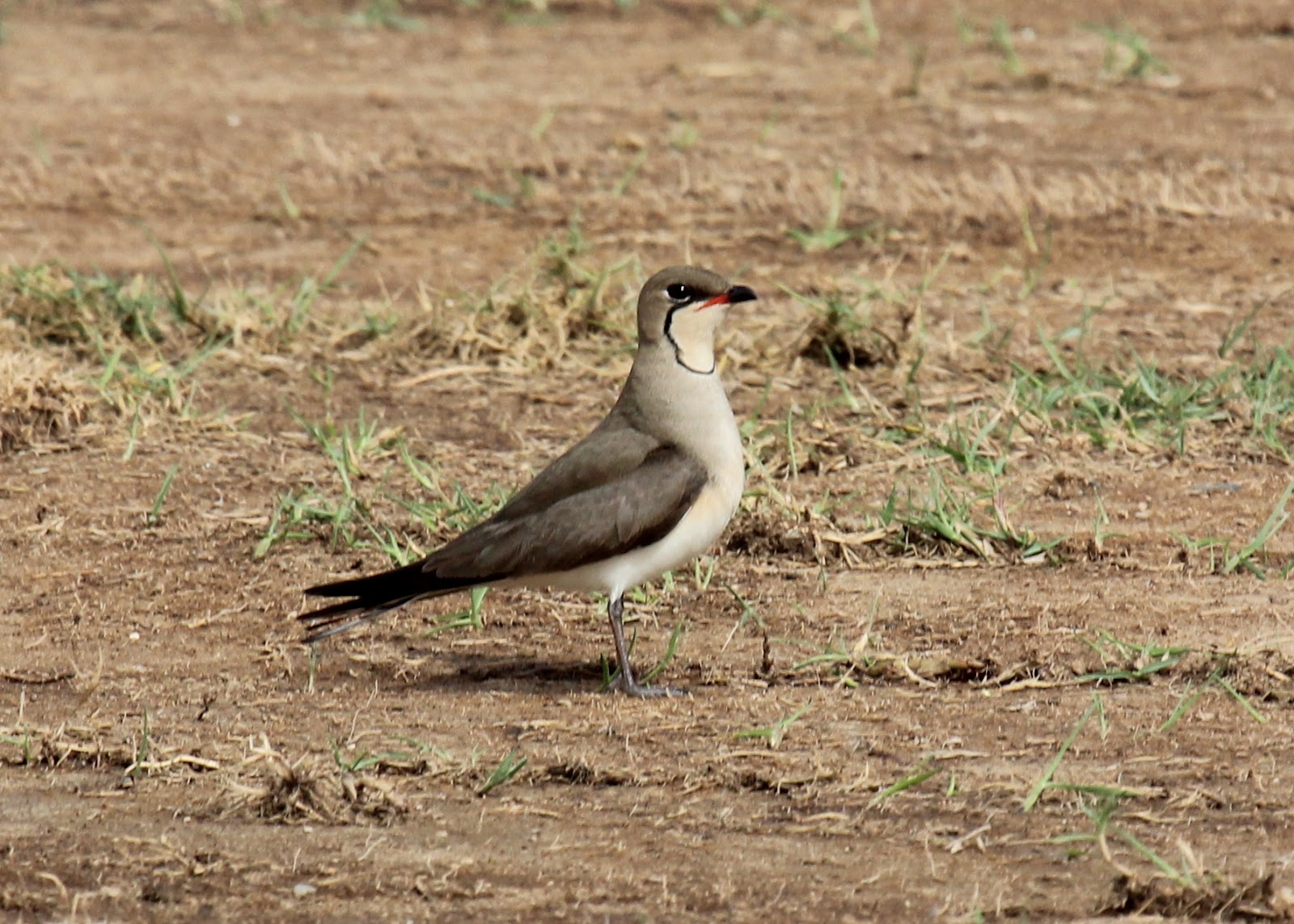 Neil's Daily Bird: 103 : Collared Pratincole