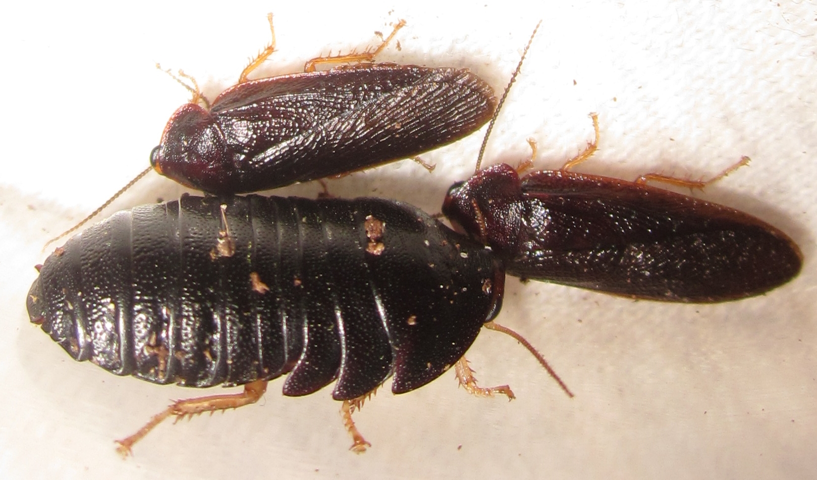 Invertebrate Dude: Some "Meh" Quality Perisphaerus Pics