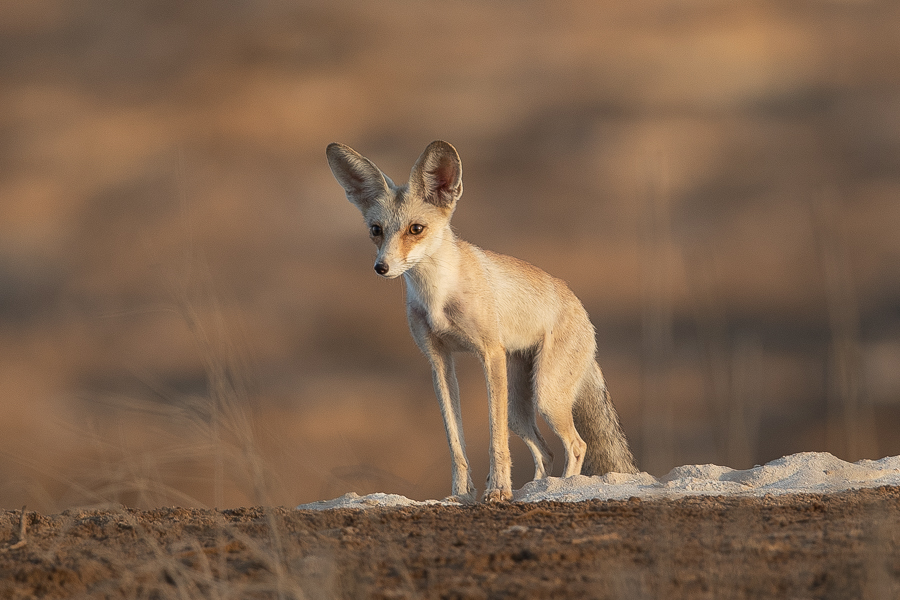 Birds of Saudi Arabia: Arabian Red Fox – Jubail area