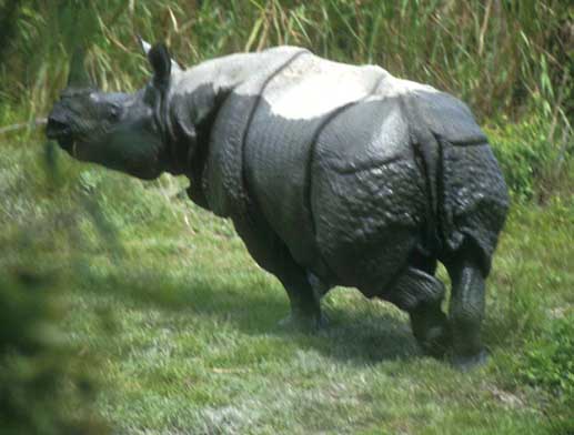 Save Our World: Hewan Langka : Badak Bercula Satu ( overall background)