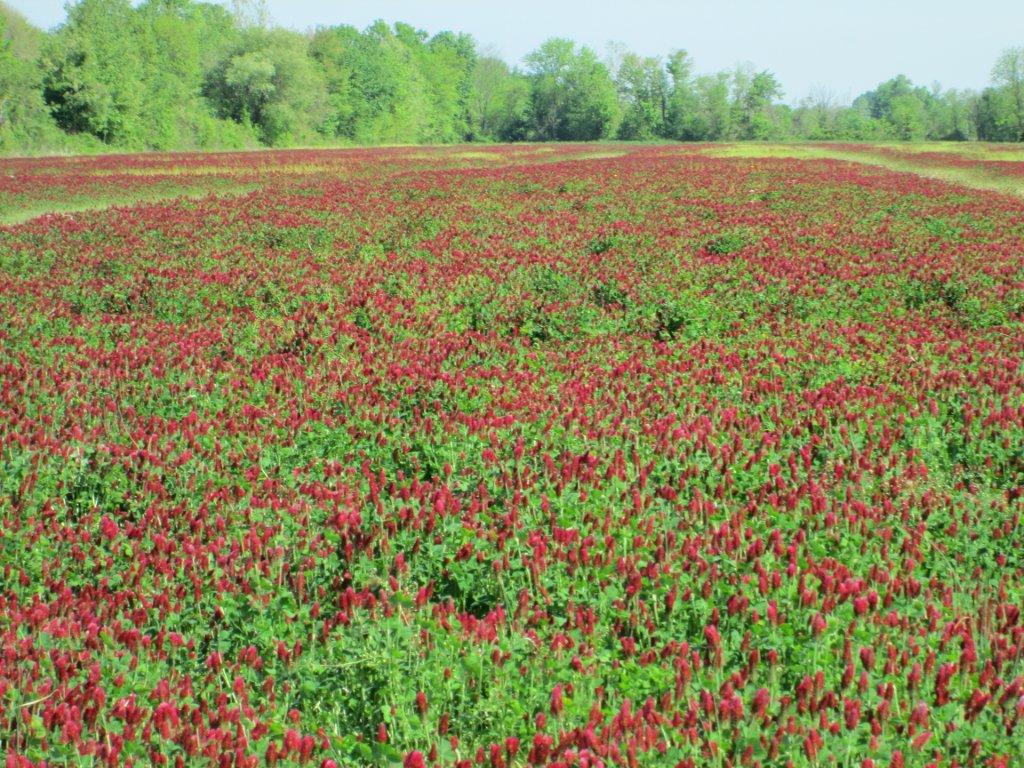 Spotlight on Stewardship: Conservation Cover: One Man’s Experience