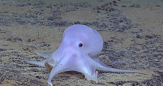 Casper, el pulpo 'fantasma' que cautivó a las redes sociales, podría ...