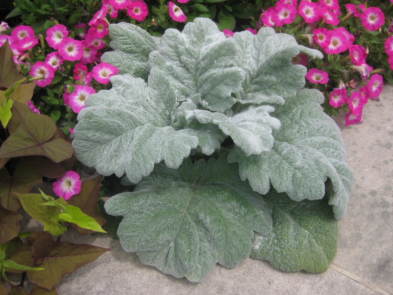 Rotary Botanical Gardens - Hort Blog: Silver Sage Adds A Fuzzy Touch