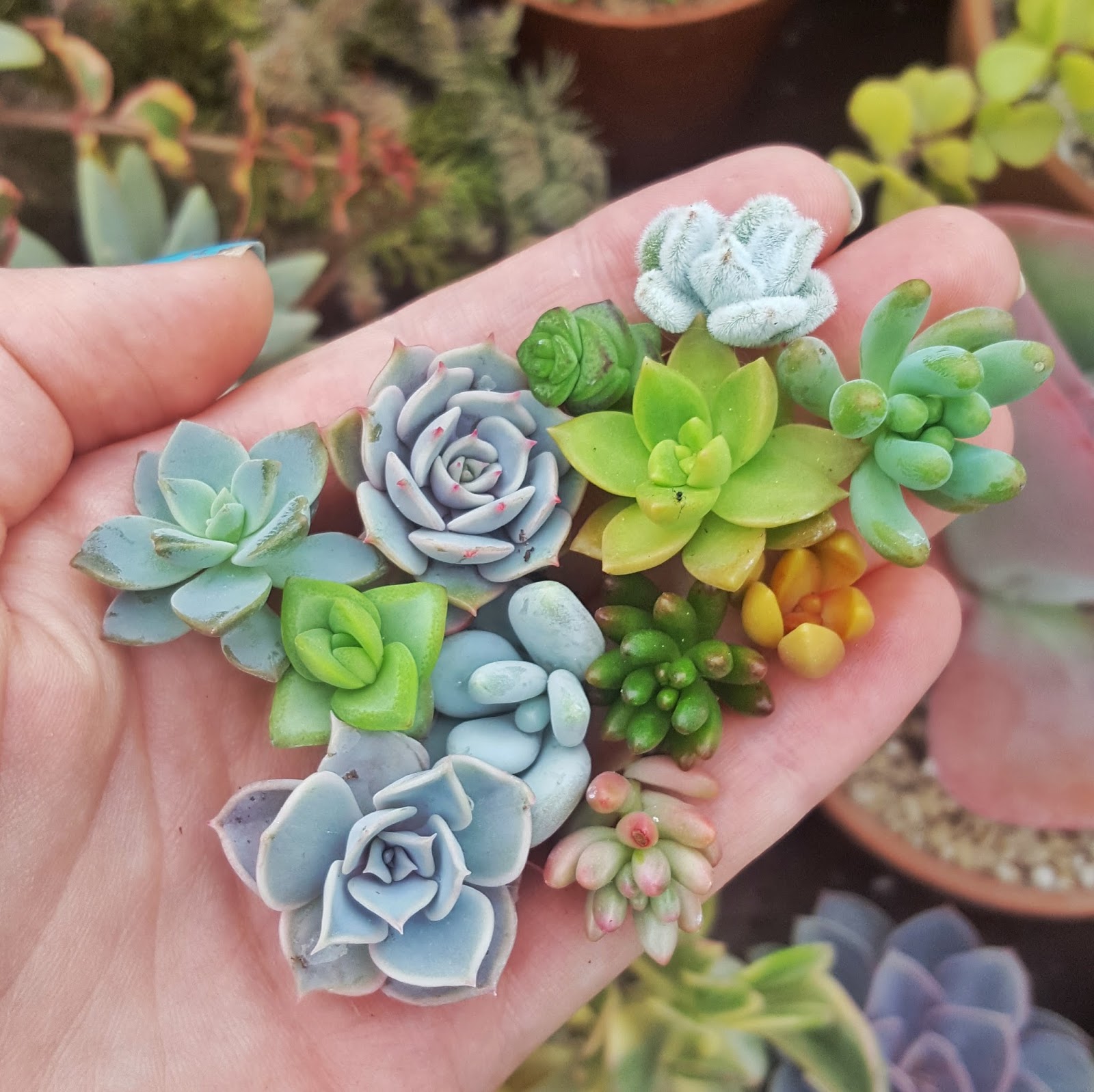 How to make a succulent arrangement