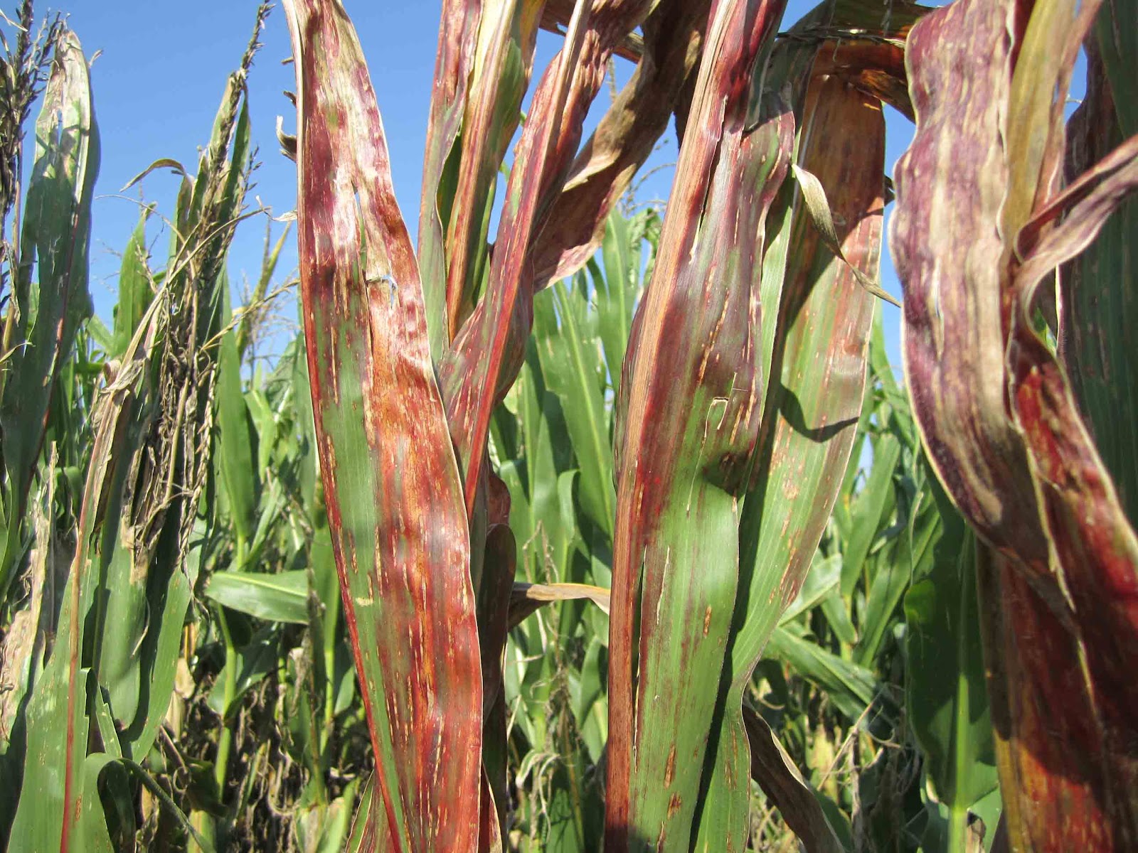 Grain Crops Update: Red corn leaves and stalks
