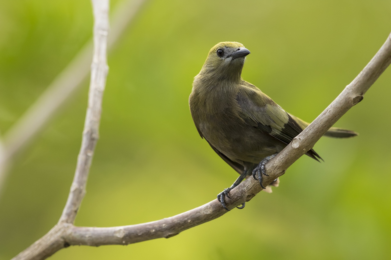 The Plight of the Picoplat