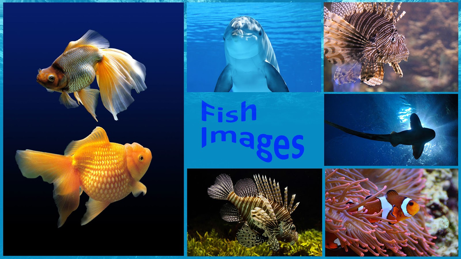 Fish Images: Fish Images with Names (Around the World)