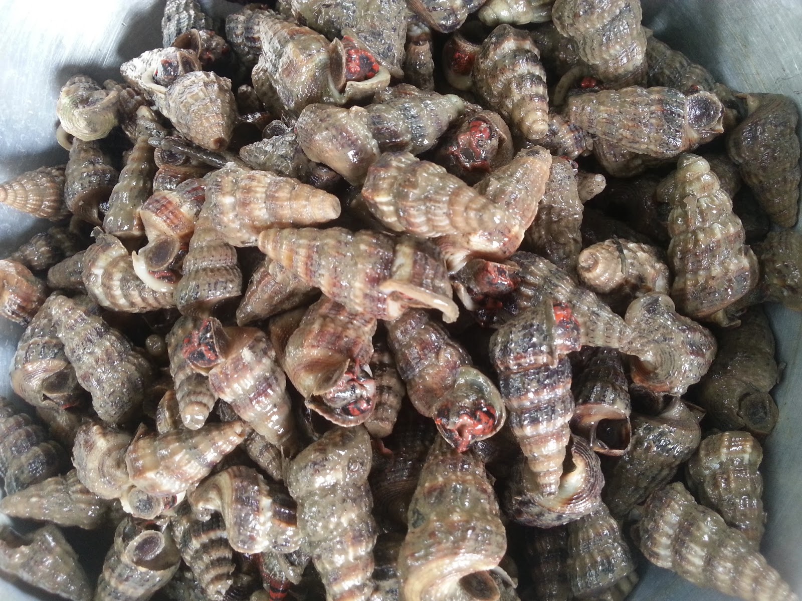 Sotong: Siput Sedut Masak Lemak Keladi