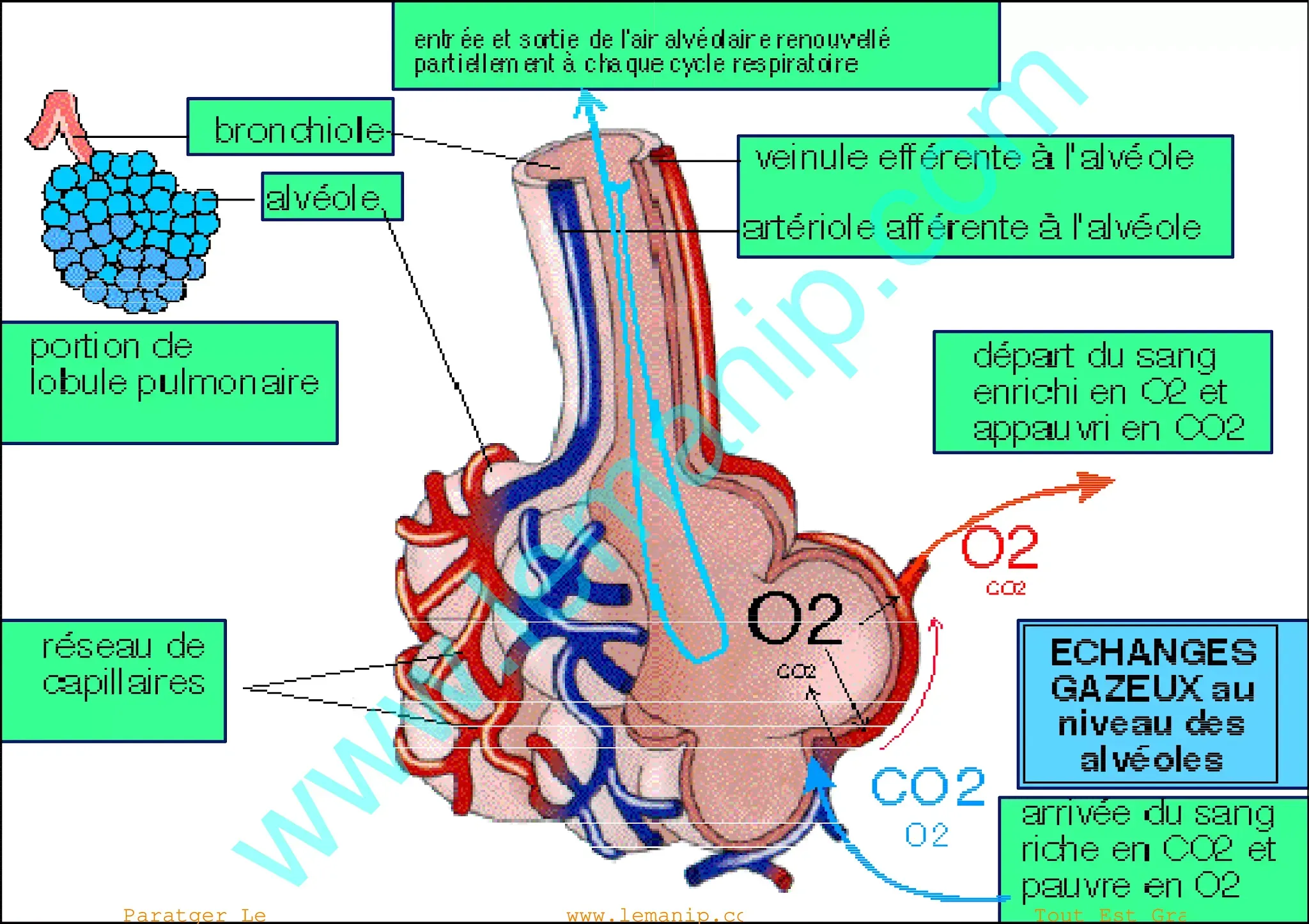 Appareil Respiratoire : Anatomie Et Physiologie