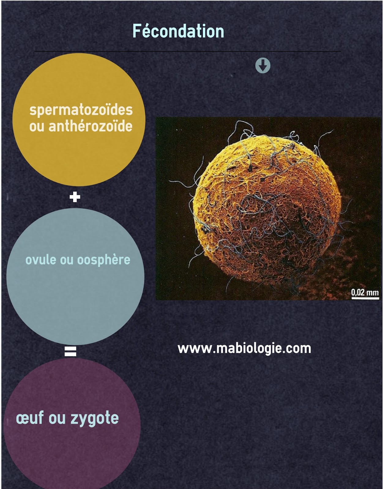 Définition fécondation - Biologie