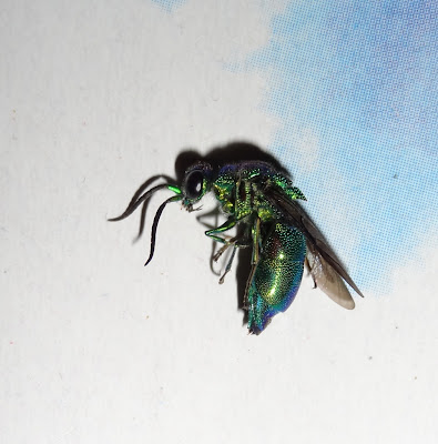 The Gerth Family: the wide world of Tanzanian BUGS