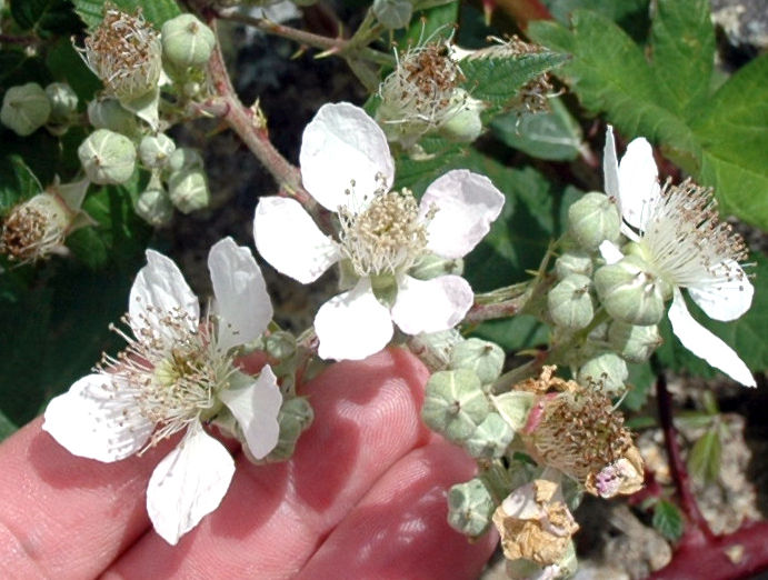 Invasive plants of Australia: Invasive weed 1: Blackberry