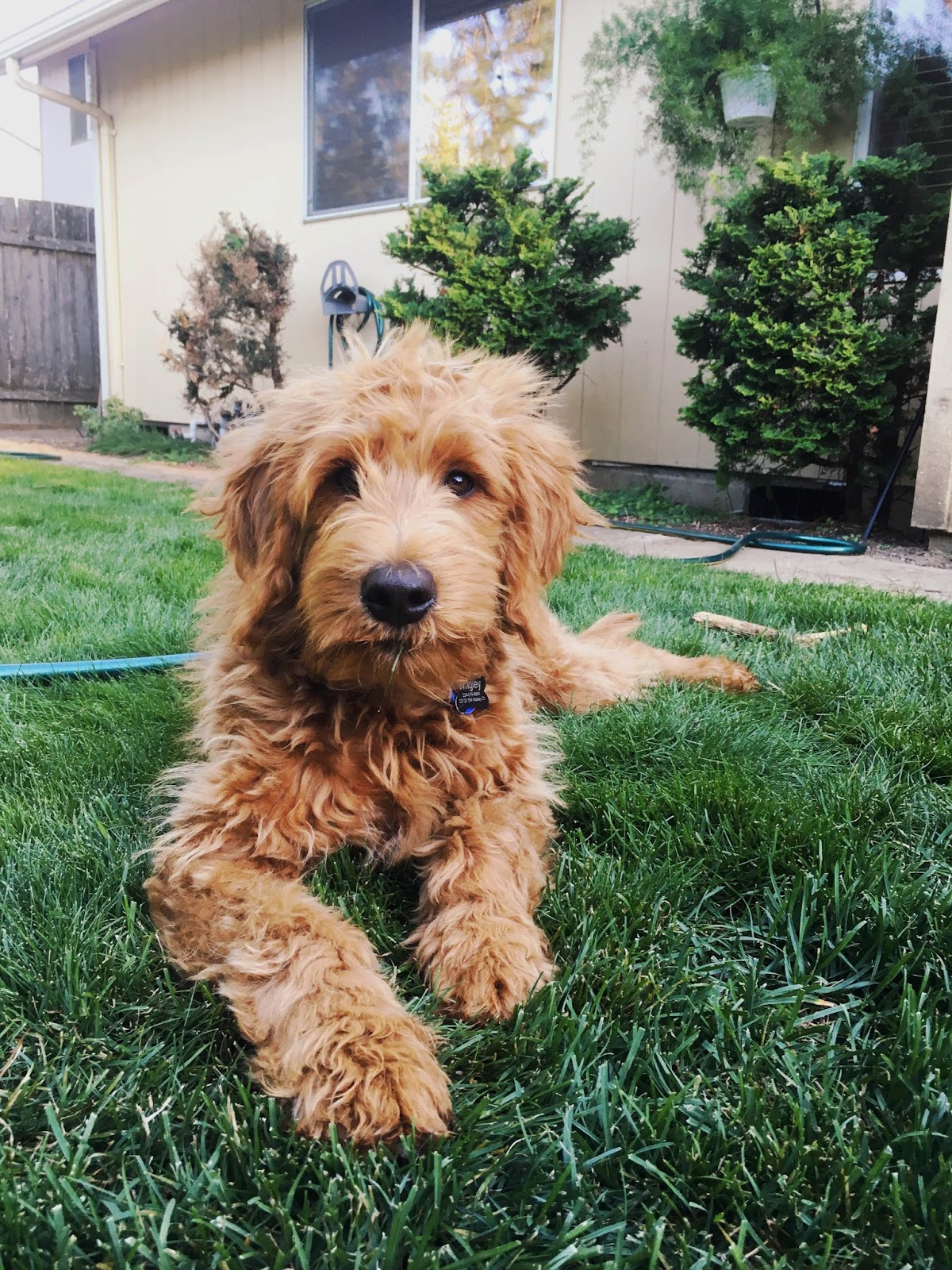Daisey's Doodles Seattle: F1 Medium Goldendoodles with Lucy
