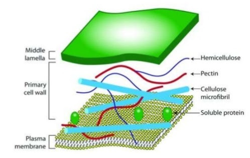 Eukaryotic-Cell-Ultrastructure | Notes by UK Sir | Cell Bio- 6 - Bio ...