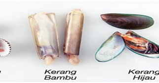 Kerajinan menggunakan kerang: Jenis jenis kerang