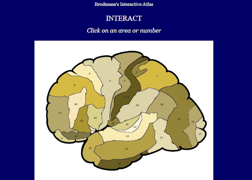 Prof. Isidro : Atlas interactivo de Brodmann