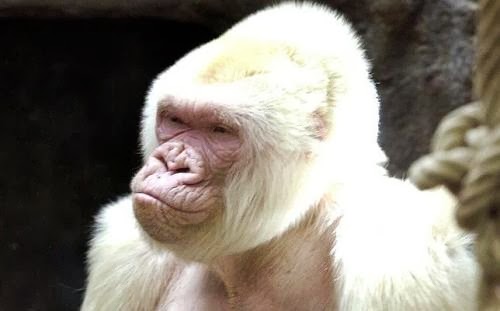 Copito de Nieve, el único gorila albino conocido hasta ahora en el mundo