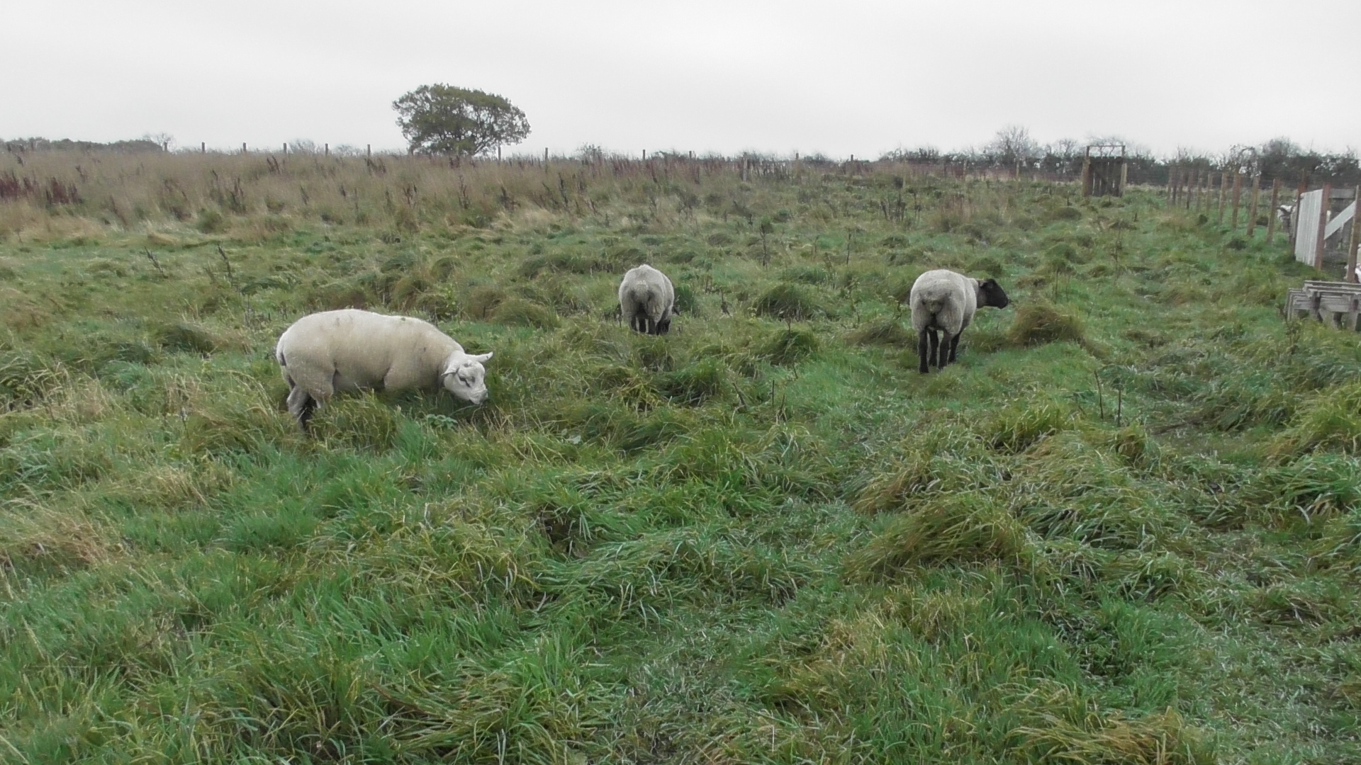 Self-sufficient in Suburbia: New sheep paddock