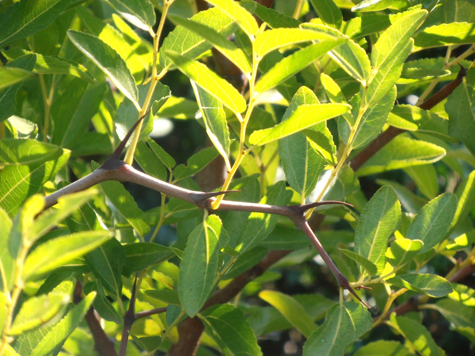 AZUFAIFO: Ziziphus jujuba | Plantas rioMoros