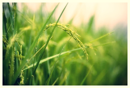 PENGEJA JENDELA PIKIR: TSIQAH SEBATANG PADI YANG TUMBUH DI TEPI PEMATANG