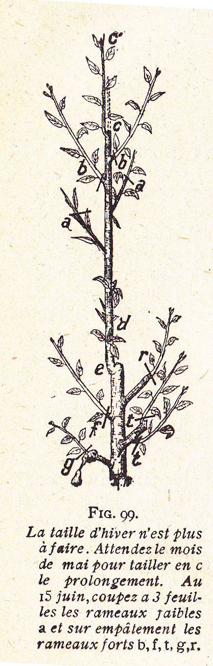 Jardin d'Histoire: La taille Lorette