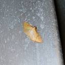 ജീവശാസ്ത്രജാലകം......: വിളകളും കീടങ്ങളും