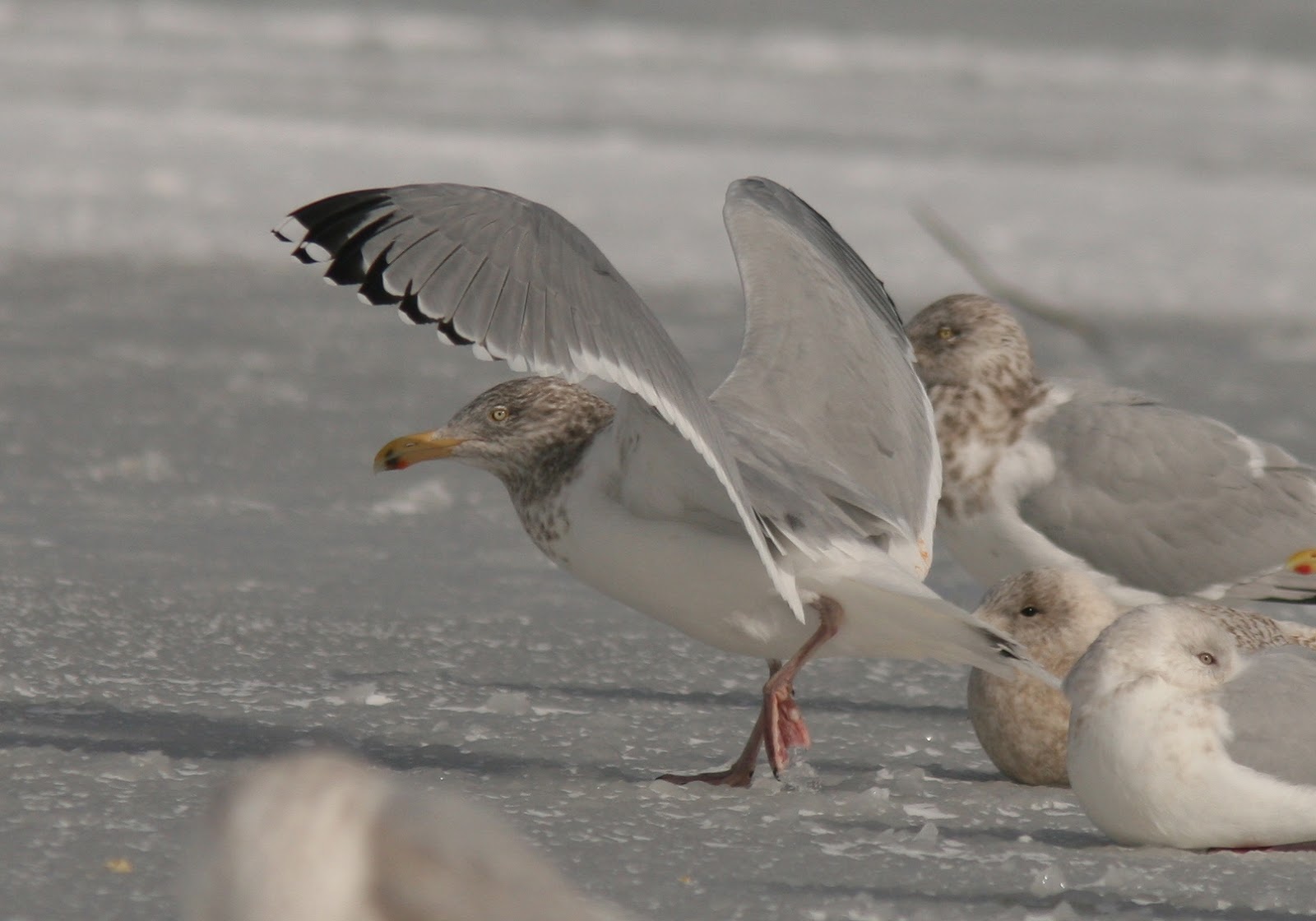 American Herring Gull