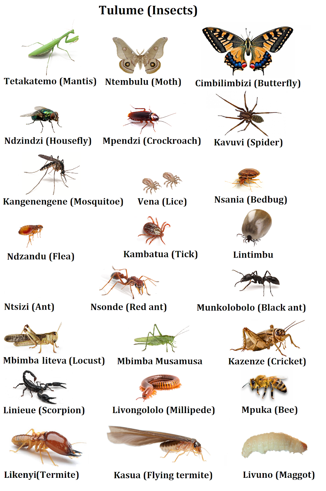 Insects and pests in Luchazi