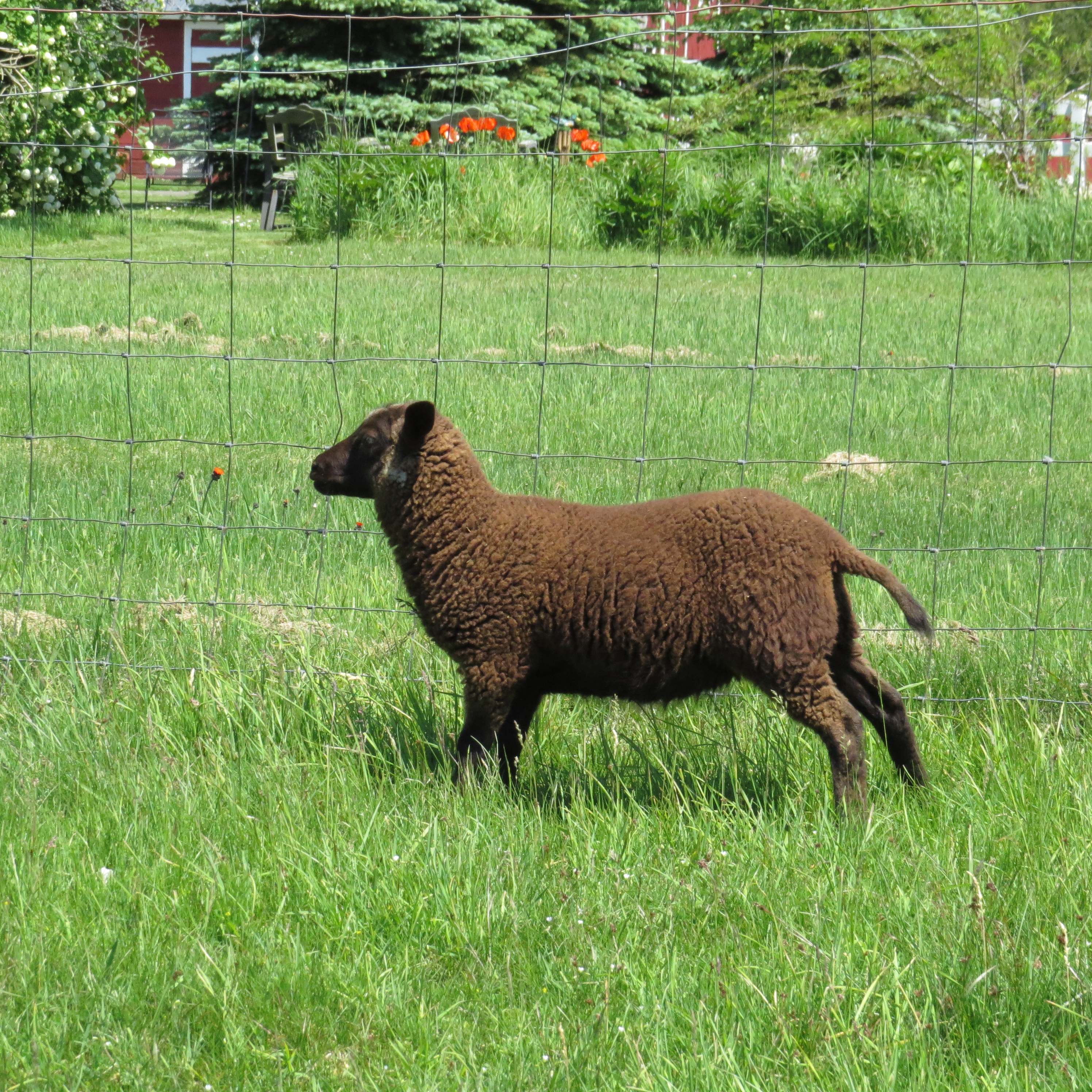 "Ewe's Have It Farm", Shetland Sheep