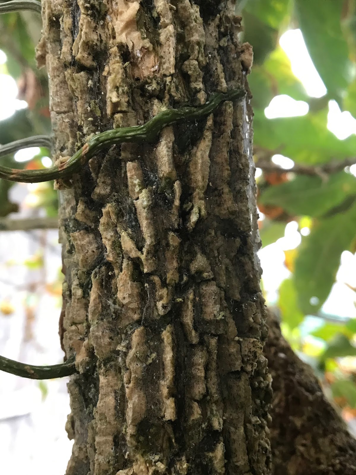 Paisajismo, pueblos y jardines: Árboles como alimento de aves. El ...