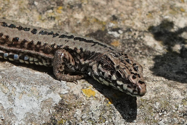 Blue Eyed Birder: Continental Lizards, American Gulls and Arctic Waders ...