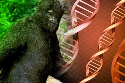 Augoeides: More Bigfoot DNA Sequenced