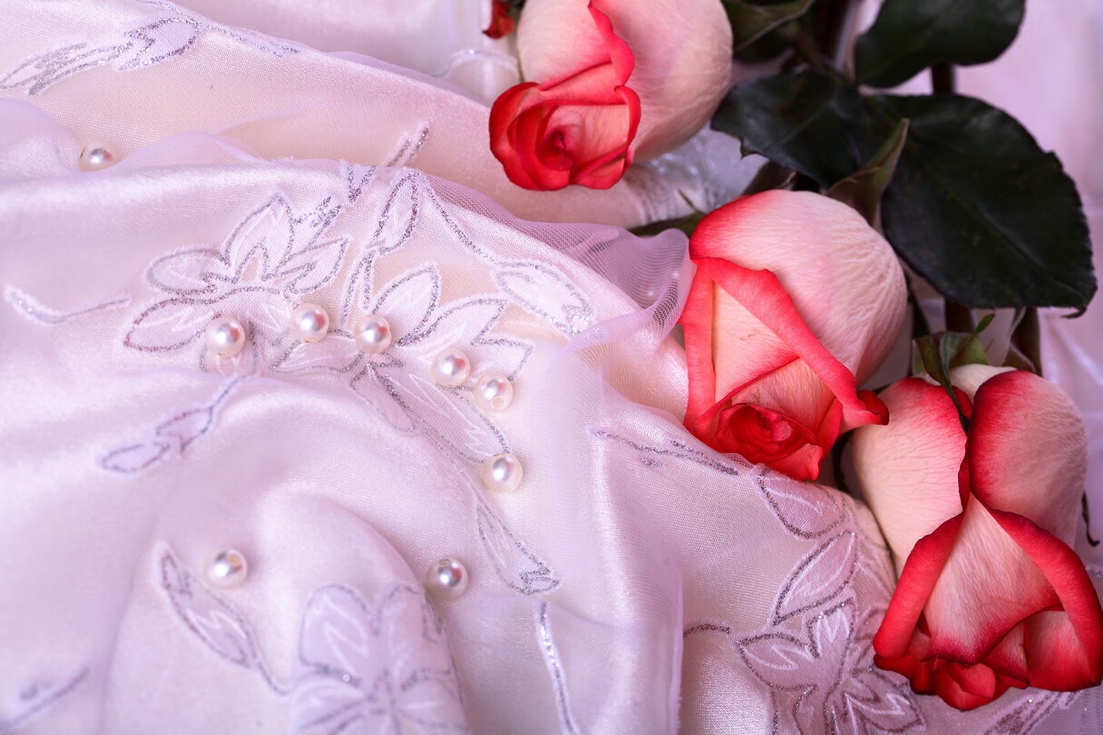 Gambar Bunga Mawar yang Cantik-Cantik