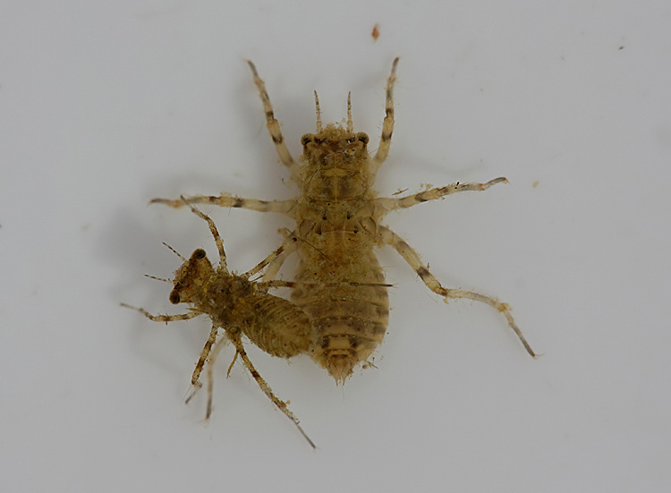 Kent Dragonflies: Some More Nymph Dilemma's