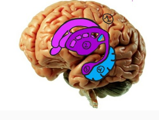 Un paso más cerca del conocimiento (Atlas de neuroanatomía).: ENCÉFALO ...