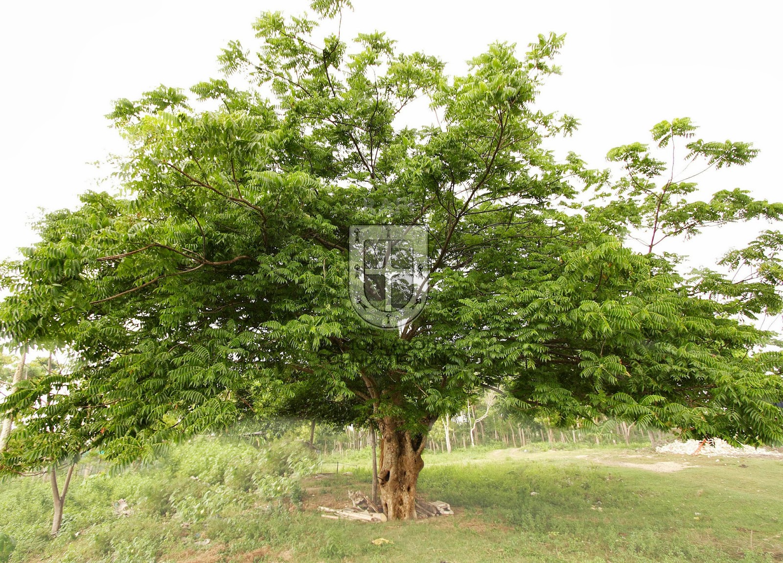 The Bogo Tree | The Bogo Times - City of Bogo and 4th District of Cebu ...