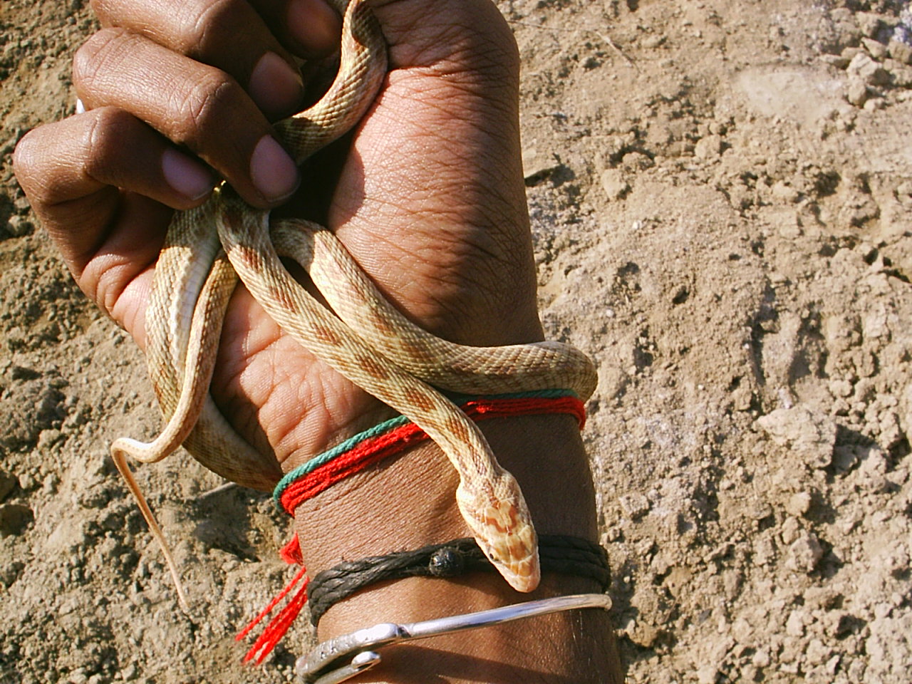 Dawat e Rohaniat ~*~ دعوتِ روحانیت: Black Snake Talismans