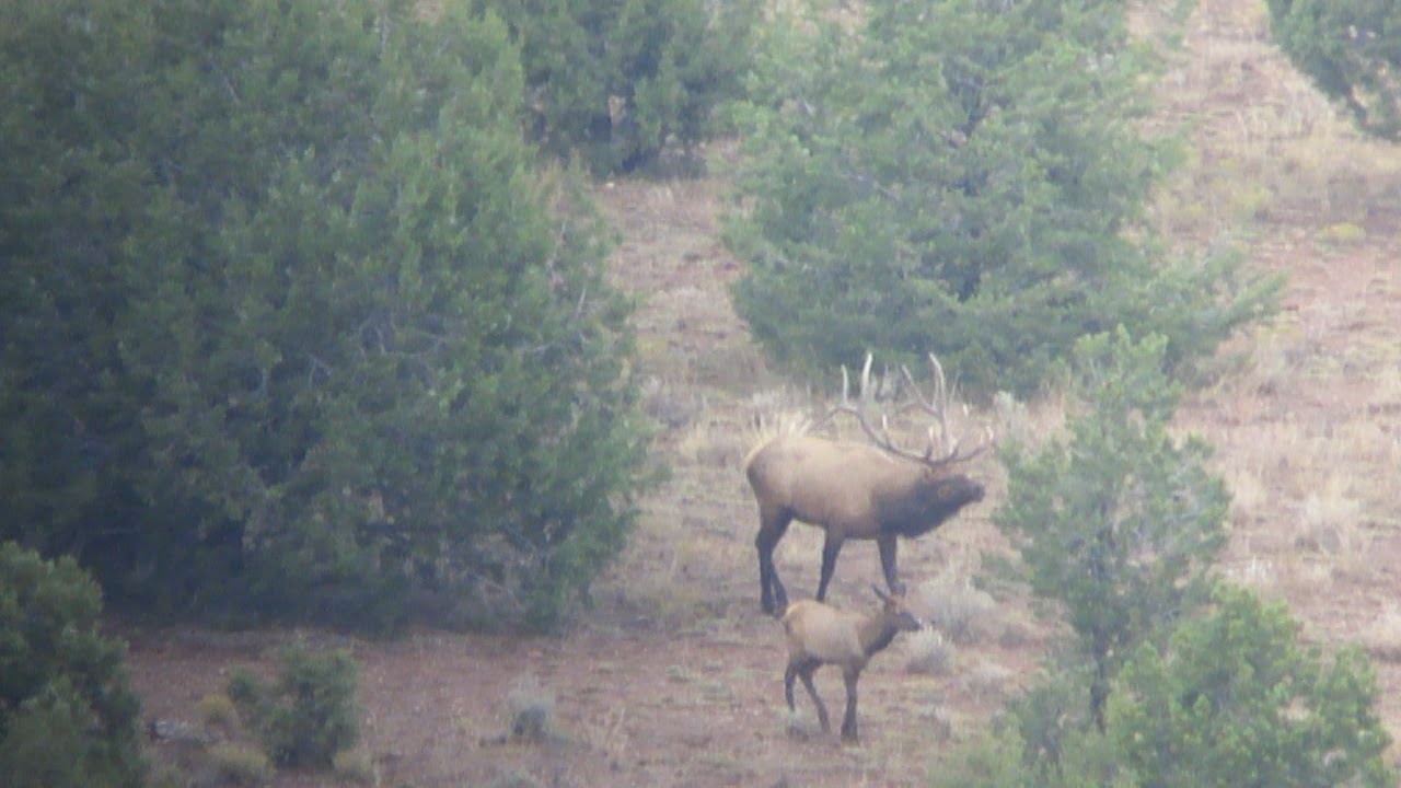 Field Judging Elk and Scoring Elk Antlers - Jay Scott Outdoors/Colburn ...