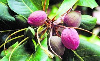 DONDOO ZA AFYA: Maajabu yatokanayo na mkungu kiafya