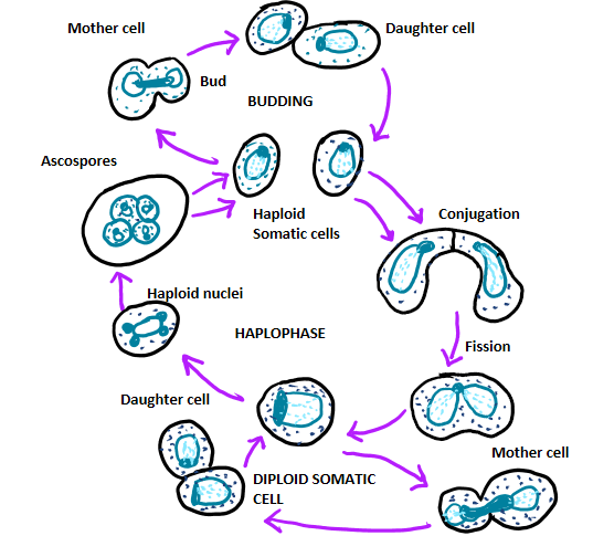 Fungi Phycomycetes Ascomycetes Basidiomycetes | Upgrading Biology