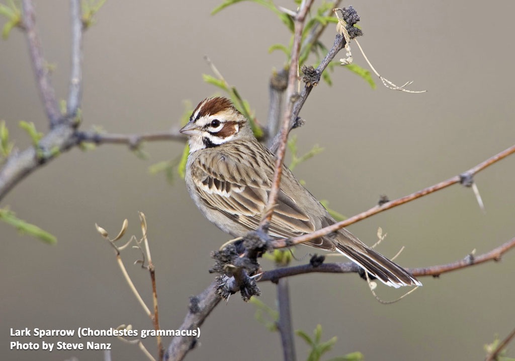 The City Birder: Weekly Sparrow Spotlight