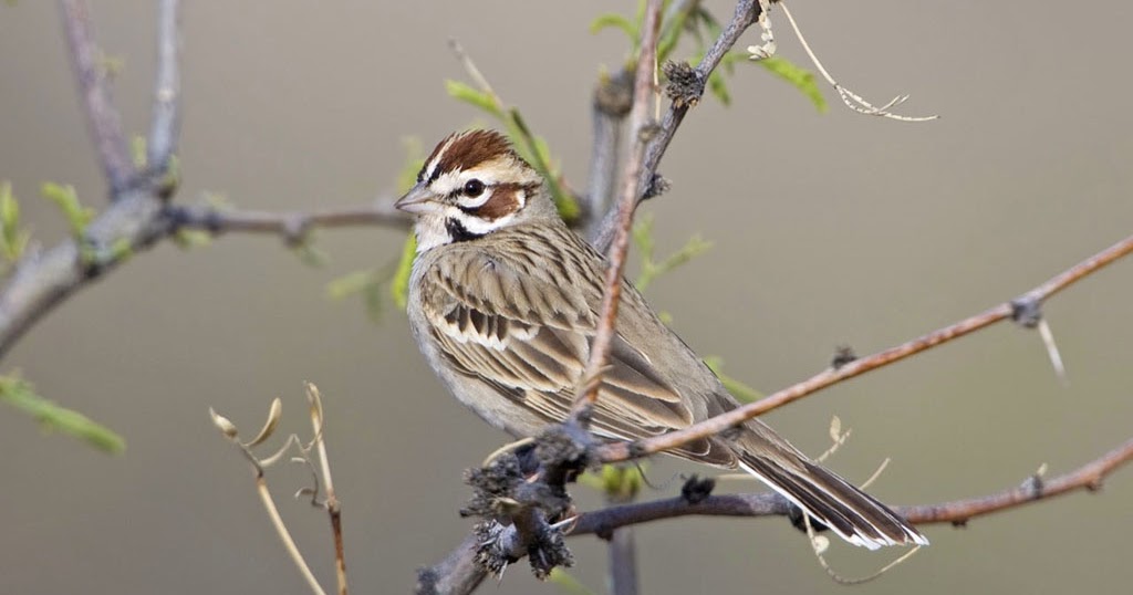 The City Birder: Weekly Sparrow Spotlight