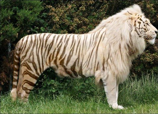 Creation - The Written Truth: HYBRIDS, CROSS BREDS, LIGERS, LIONS ...