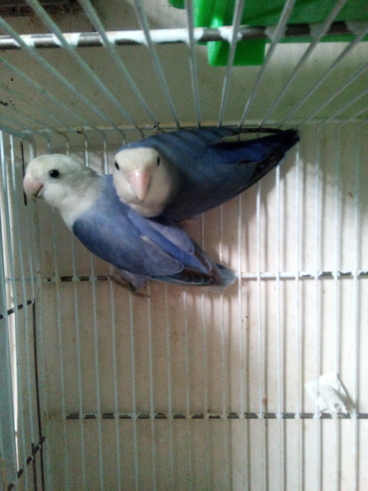 AVIARIO MARI CARMEN : AGAPORNIS PAPILLEROS