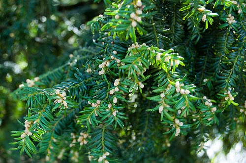 Making Herbal Remedies for Chronic Disease: Flowering Yew Tips