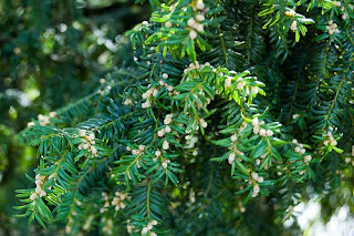 Making Herbal Remedies for Chronic Disease: Flowering Yew Tips