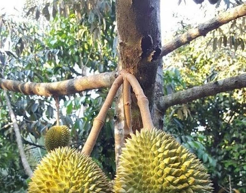 "Bibit Durian Yang Cepat Berbuah - Tips Dan Informasi Penting" - Sumber Pertanian