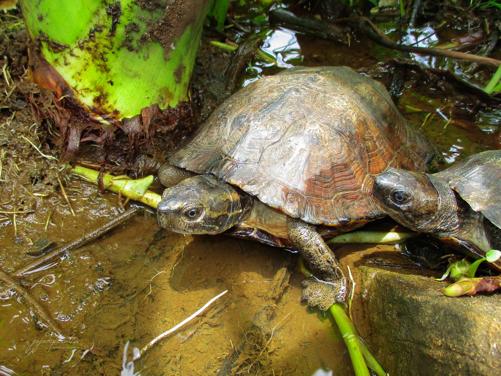Asian Leaf Turtle