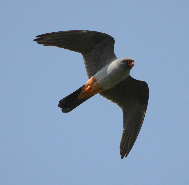 O Que Significa Emese